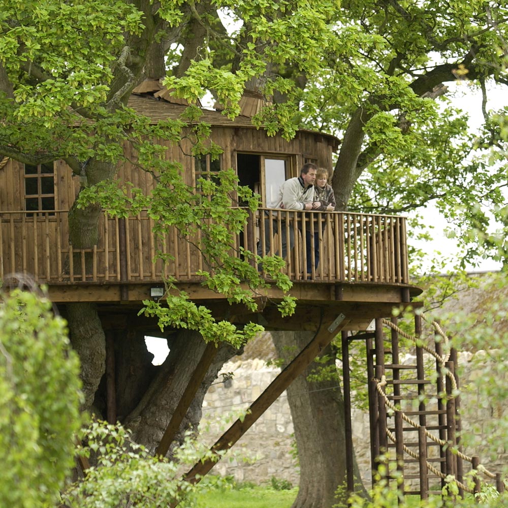 Our Favourite Trees for Building Tree Houses - JADESA Joinery